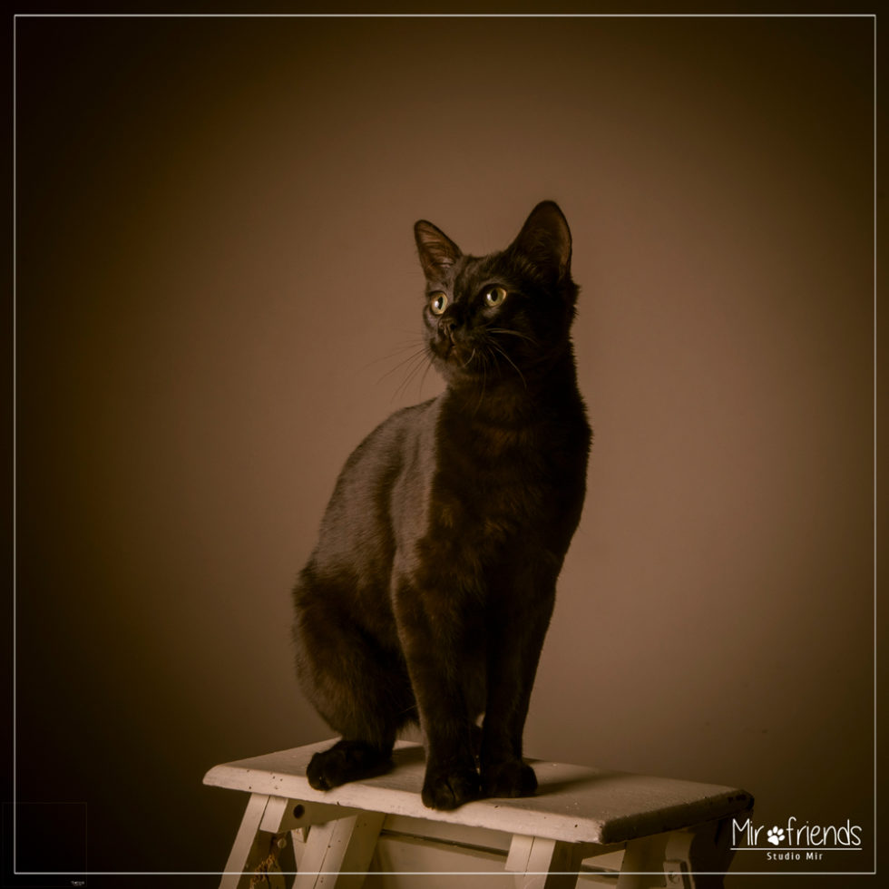 Photographe chat dans le 94 - Studio Mir : Studio photo professionnel ...